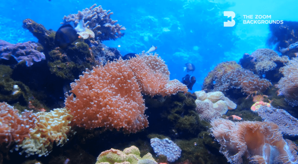 Underwater Background For Zoom