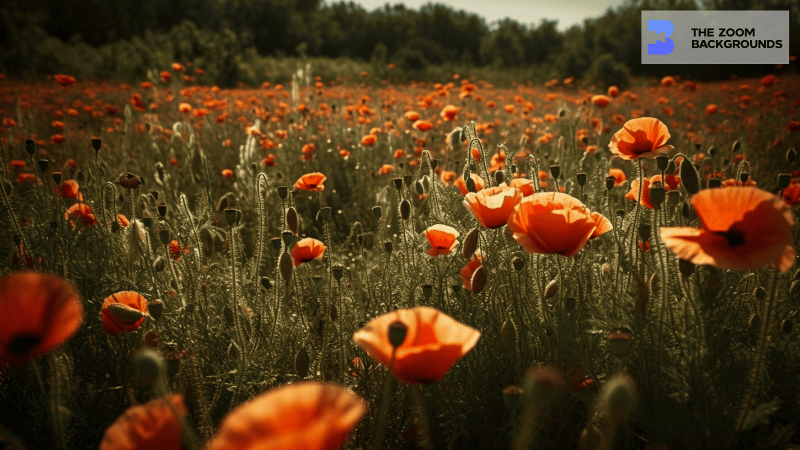 Memorial Day Poppies Zoom Background – thezoombackgrounds.com